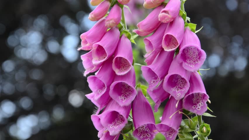 Stock video of common foxglove (digitalis purpurea) | 4361813 ...