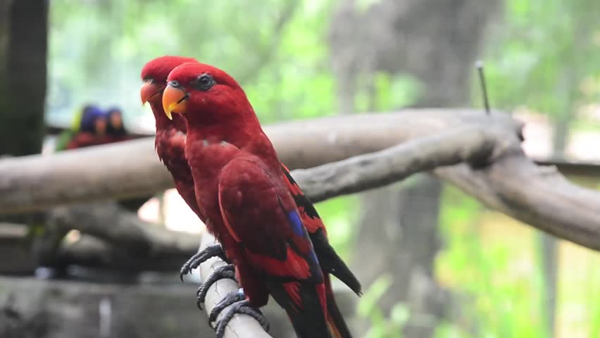 Yellowish-streaked Lory Bird. Chalcopsitta Sintillata Bird. Streaked ...