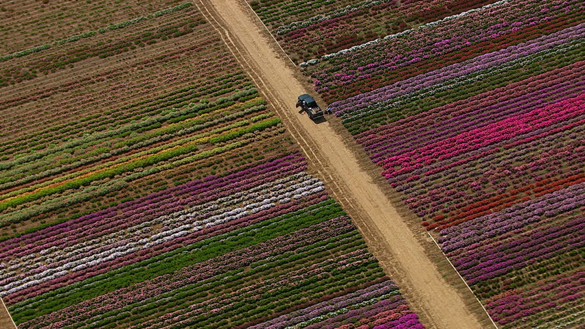 Aerial Shot of Flower Farm, Stock Footage Video (100% Royalty-free ...