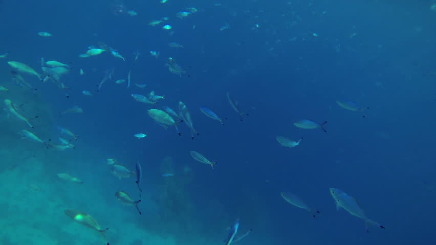 Underwater Game Fish: 1080 HD Footage Of Saltwater Game Fish Mahi Mahi ...