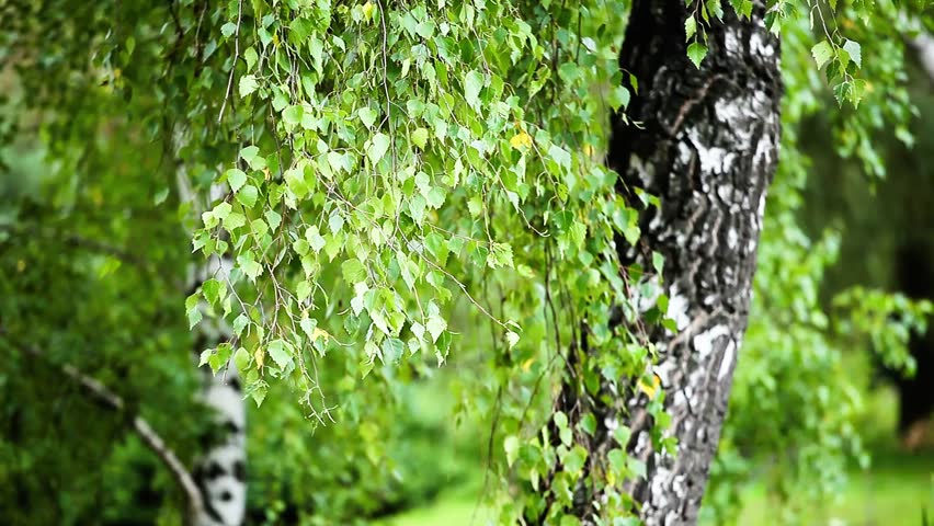Beautiful Birch Trees in a Stock Footage Video (100% Royalty-free ...