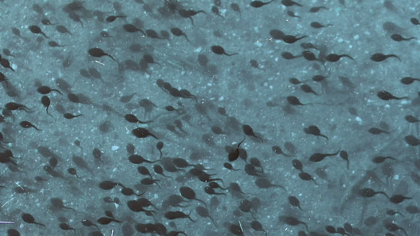 Early Stage Frog Tadpoles Swim Stock Footage Video (100% Royalty-free ...
