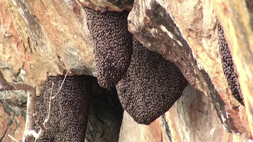 Beehives Of Giant Honey Bee (Apis Dorsata) At Sigiriya's Cliff. Sri ...