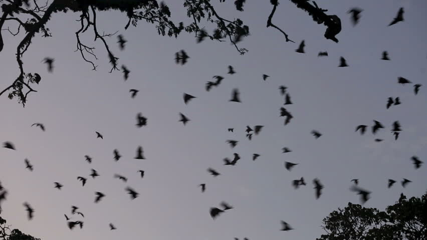 Bats Flying Stock Footage Video | Shutterstock