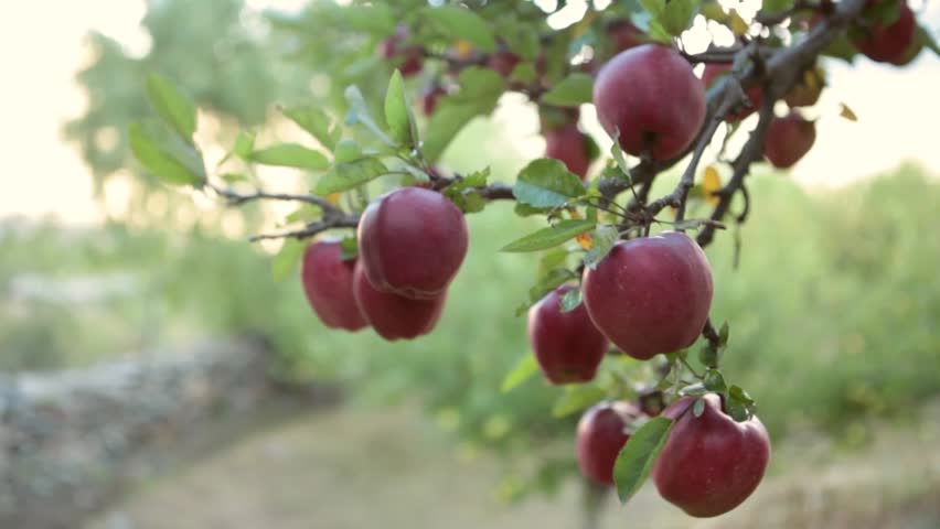 Apple Farm In Marpha, Mustang, Nepal. Stock Footage Video 4819193 ...