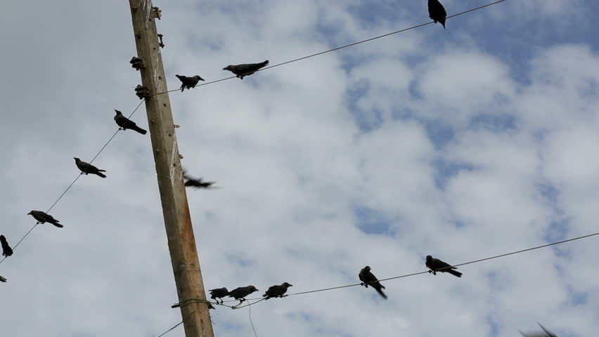 Crows Perched On Power Lines Stock Footage Video (100% Royalty-free ...