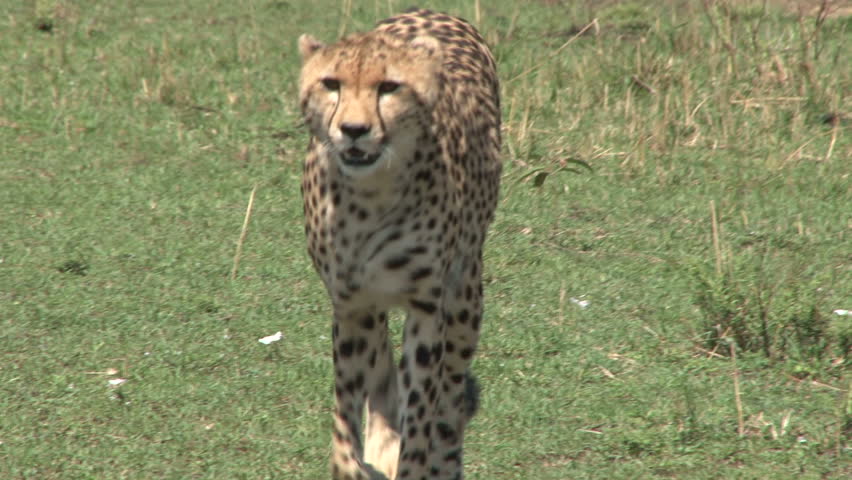 Cheetah Walks Towards the Camera. Stock Footage Video (100% Royalty ...
