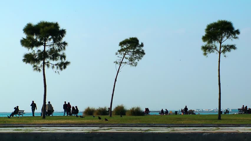 Seaside and Trees Stock Footage Video (100% Royalty-free) 4949933 ...