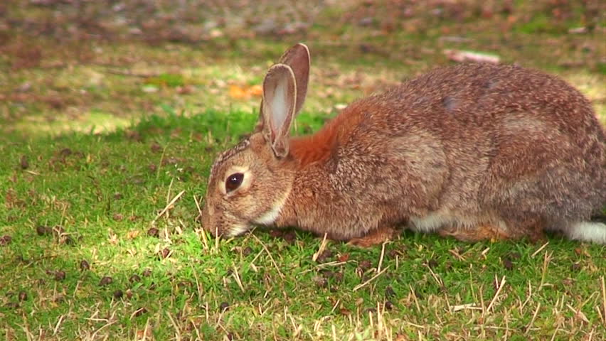 Bunny Grazing in Grass Stock Footage Video (100% Royalty-free) 4967753 ...