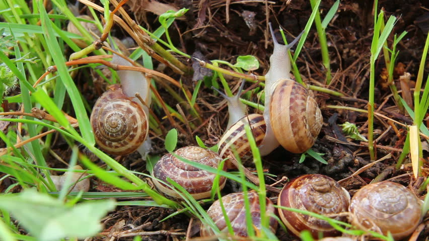 คลิปวิดีโอสต็อกของ snails in grass | Shutterstock