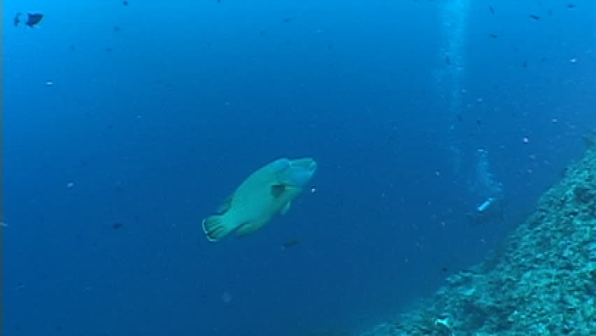 Saltwater Game Fish Underwater