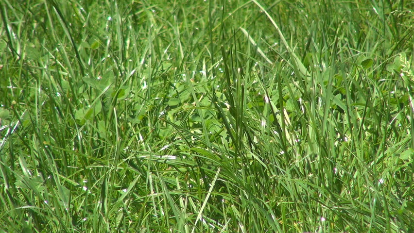 Stock video of green grass blowing the wind, fresh | 4988213 | Shutterstock