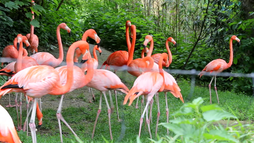 Stock Video Clip of Red flamingos birds in green nature | Shutterstock