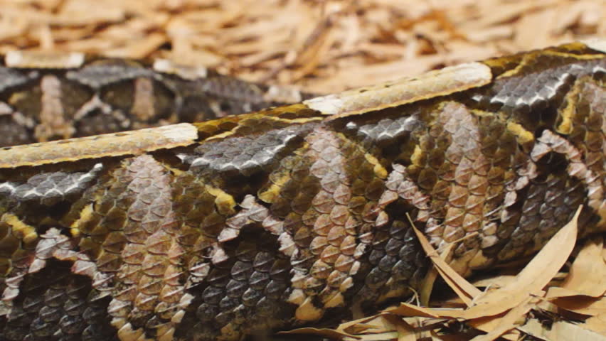 Gaboon Viper (Bitis Gabonica), Is A Venomous Species Found In The ...