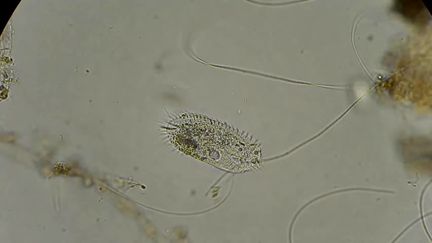 วิดีโอสต็อกของ full hd. motion of single-celled animals | 5012963 ...