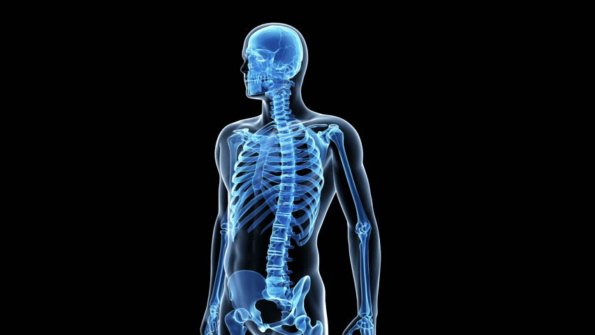 Animation Showing The Human Skeletal System Stock Footage Video 5040011 ...