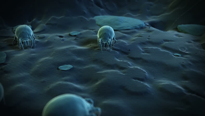 Stock video of animation of some dust mites | 5040443 | Shutterstock