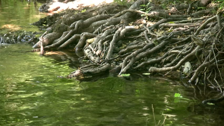 Alder-tree Roots and Water Surface Stock Footage Video (100% Royalty ...