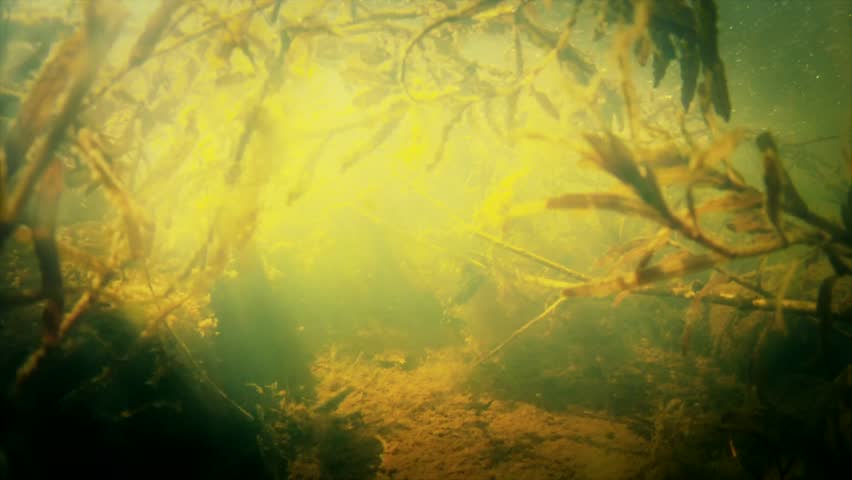 A Scary And Murky Underwater Shot In A Mossy Pond Stock Footage Video ...