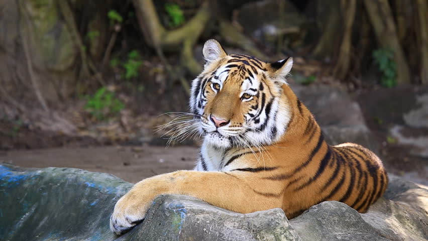 Siberian Tiger Relaxing In The Forrest Stock Footage Video 3768788 ...