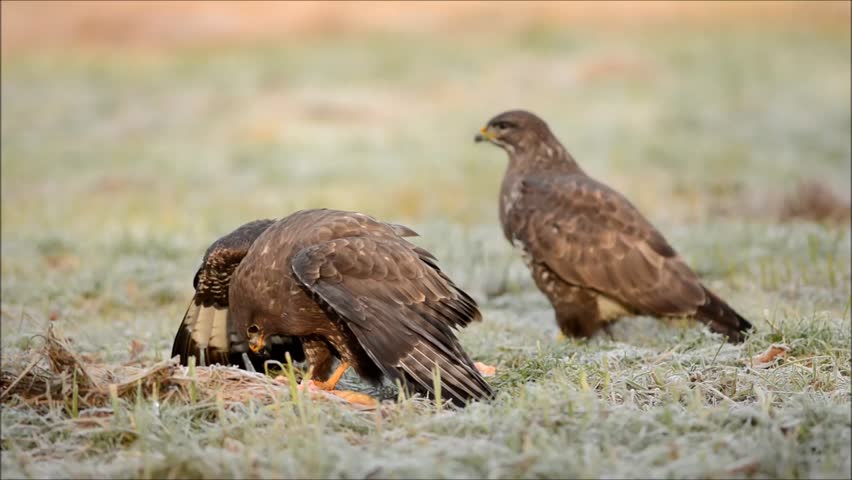 Two Common Buzzards Eating Meat Stock Footage Video (100% Royalty-free ...
