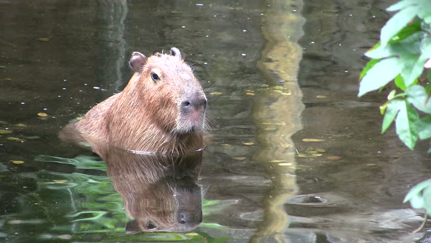 Stock Video Clip of large capybara in water. the capybara is | Shutterstock