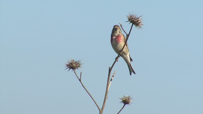 Stock video of small bird eurasian linnet eating | 5331113 | Shutterstock