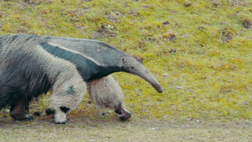 Giant Anteater image - Free stock photo - Public Domain photo - CC0 Images