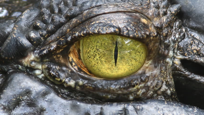 Crocodile Stock Footage Video | Shutterstock