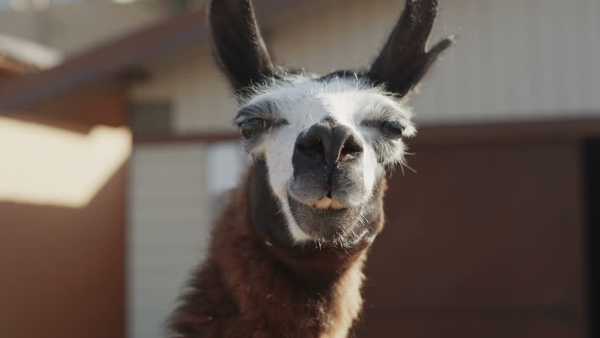Lama Wandering Around. Close up Stock Footage Video (100% Royalty-free ...