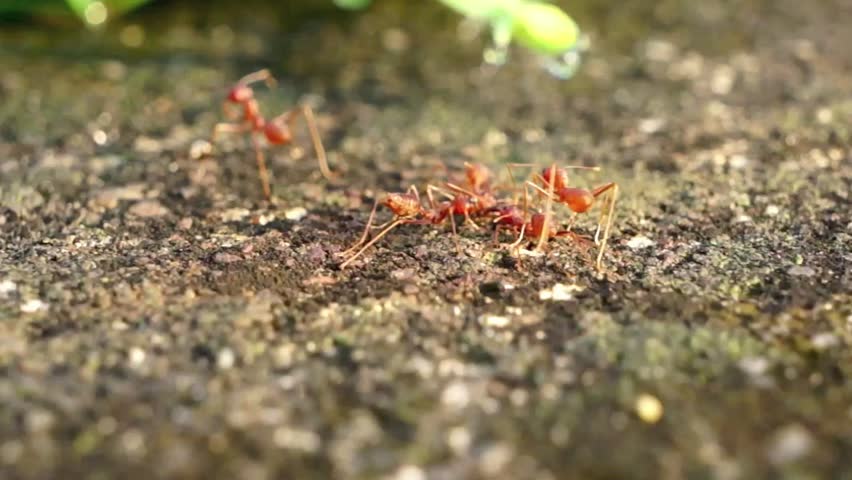 Fire Ants Stock Footage Video (100% Royalty-free) 5405993 | Shutterstock