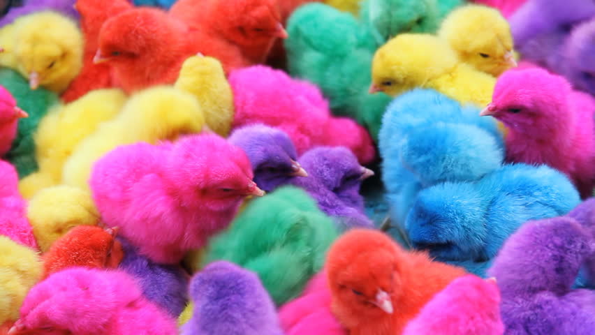 Stock Video Clip of Chicks dyed different colors such as red ...