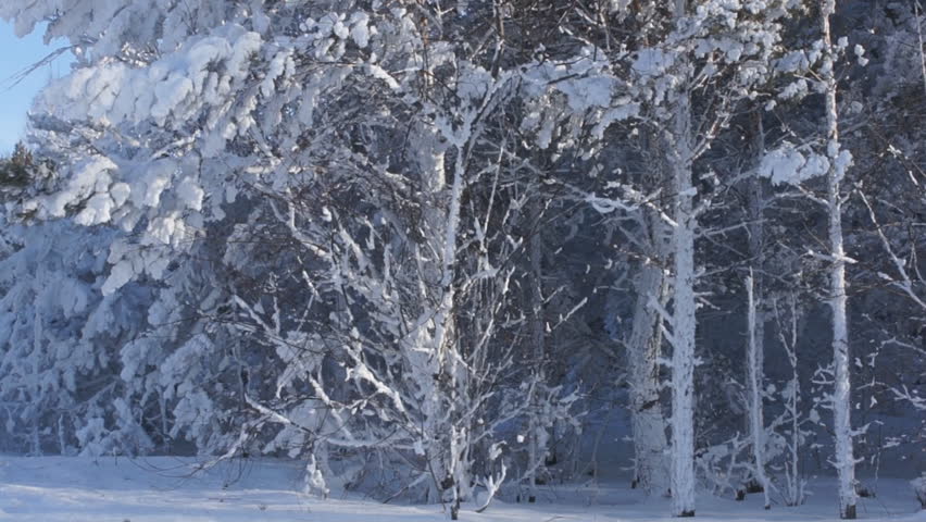 Winter Snow-capped Trees 01. Beautiful Stock Footage Video (100% ...