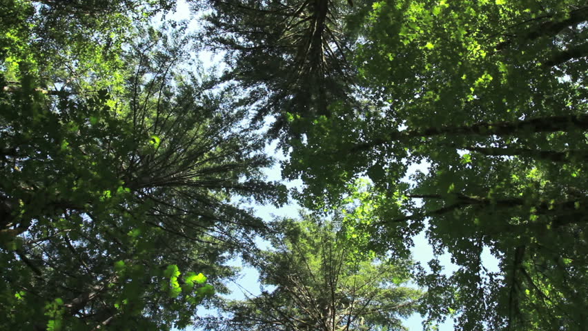 Stock video of rotation of temperate forest canopy | 5578973 | Shutterstock