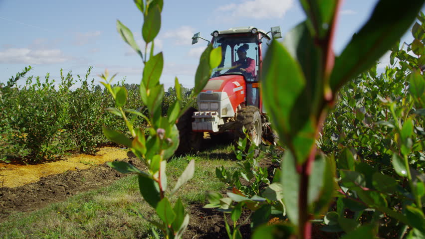 Tractor Spraying Blueberry Field. Shot Stock Footage Video (100% ...