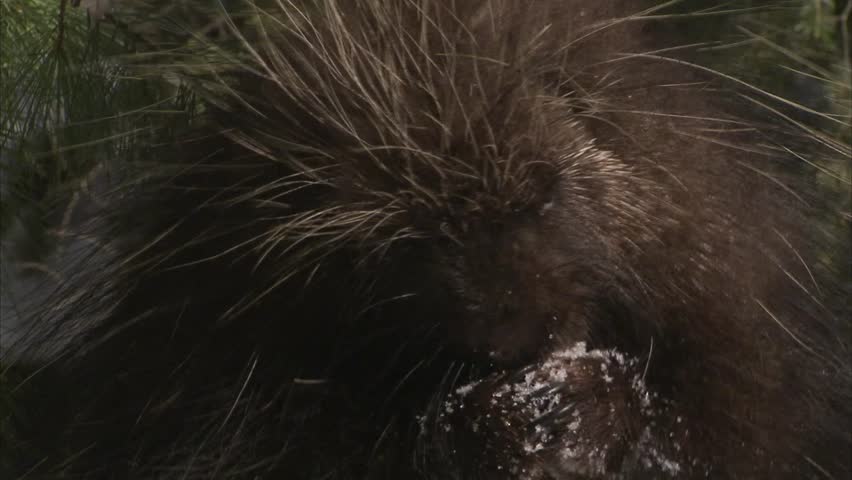 Porcupine in Forest Chewing Something. Stock Footage Video (100% ...