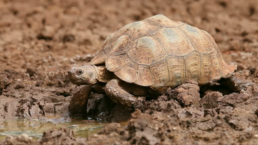 Endangered Bolson Tortoise (Gopherus Flavomarginatus) Walking In The ...