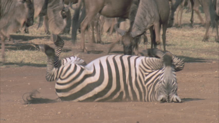 Zebra Rolling and then Sit Stock Footage Video (100% Royalty-free ...