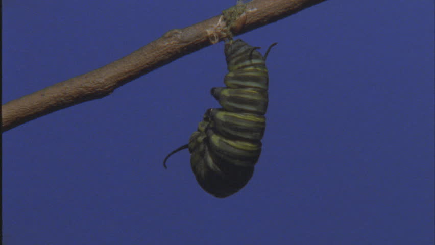 Pupating Caterpillar Chrysalis Or Pupa Shot Against Blue Screen Stock ...