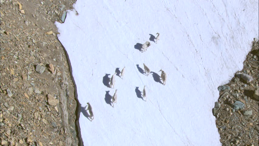 Mountain Goats Scaling Mountain. a Stock Footage Video (100% Royalty ...