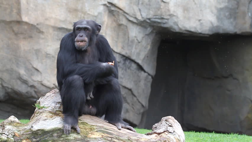 Chimpanzee Eating Stock Footage Video (100% Royalty-free) 583543 ...