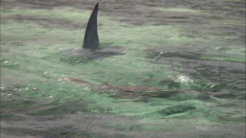 Shark Fin Stock Footage Video | Shutterstock
