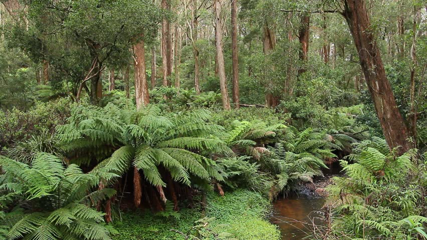 Old Growth Rainforest - Australian Landscape. This Rainforest Landscape ...