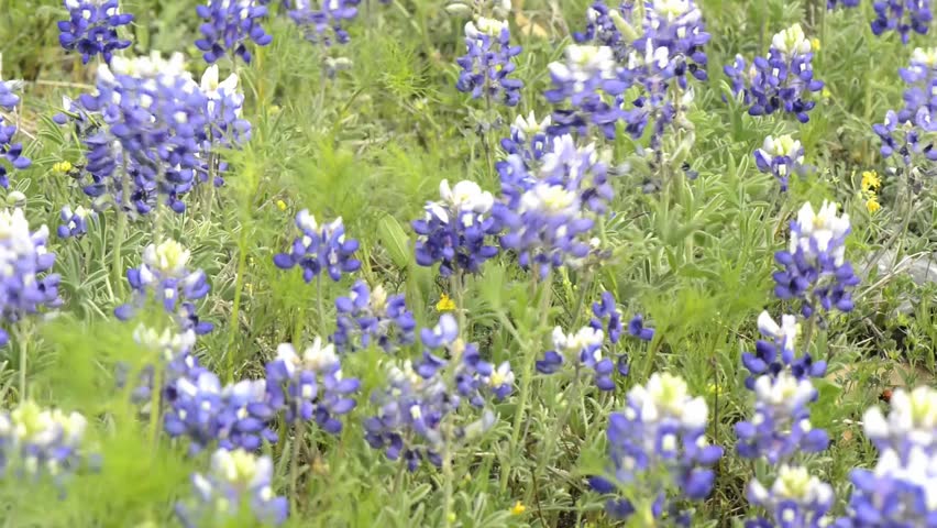 Texas Bluebonnet In Bloom. Field Close Up. State Flower Of Texas. Blue ...