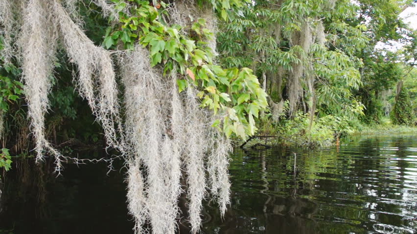 Swamp Stock Footage Video | Shutterstock