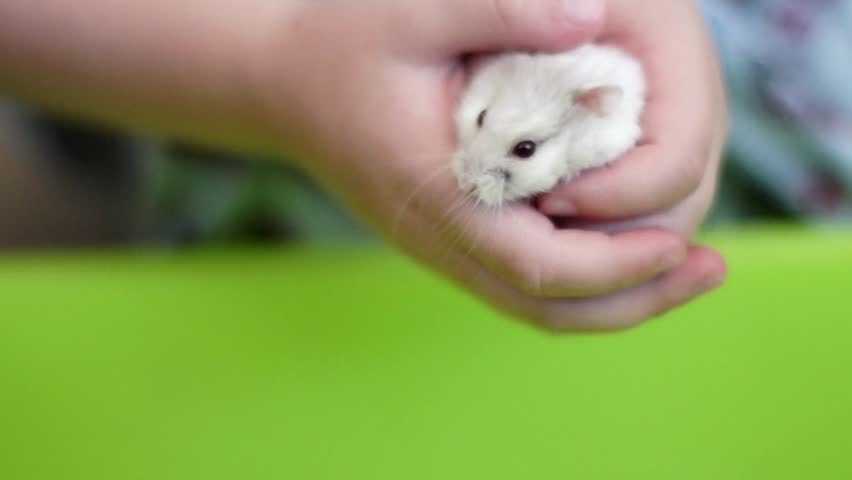 Child Play With Hamster Child Holding A Hamster And Stroking It In Full ...