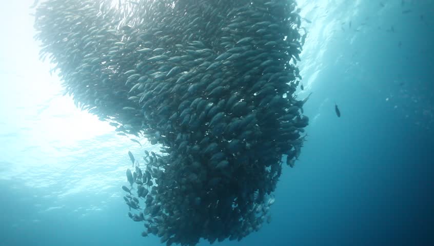 4K! High Quality Looping Animation Of Ocean Waves From Underwater ...