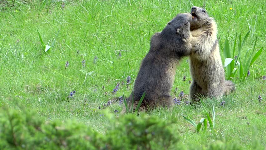 Alpine Flowers Stock Footage Video 9500405 | Shutterstock