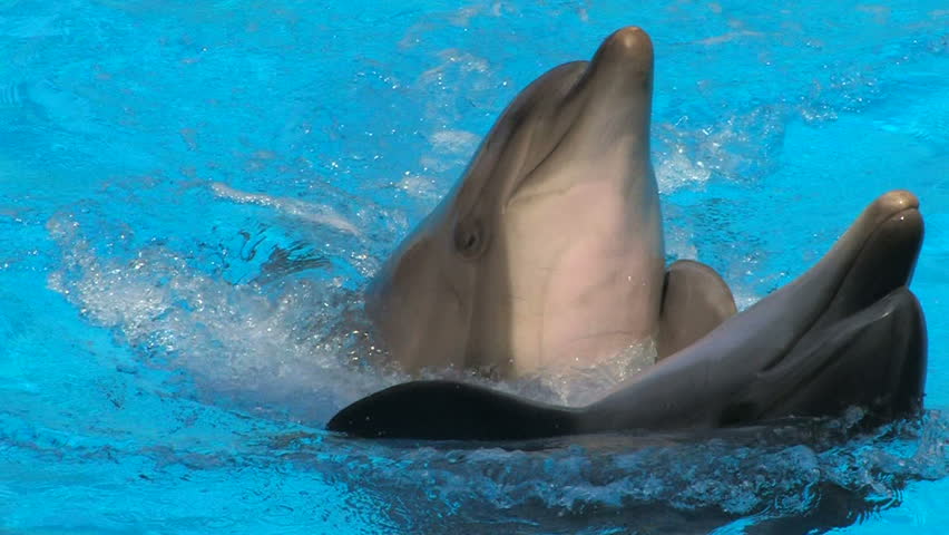 Stock video of hd two dolphin couples swimming in | 626263 | Shutterstock