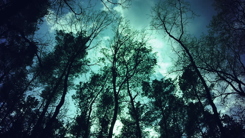 Mysterious Forest During Windy Evening. Video de stock (totalmente ...